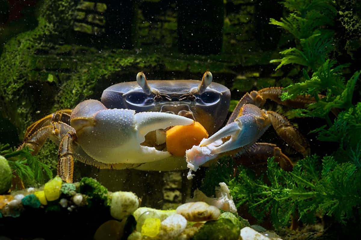 How often do crabs need to be fed?