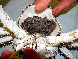 How often do female crabs lay eggs?