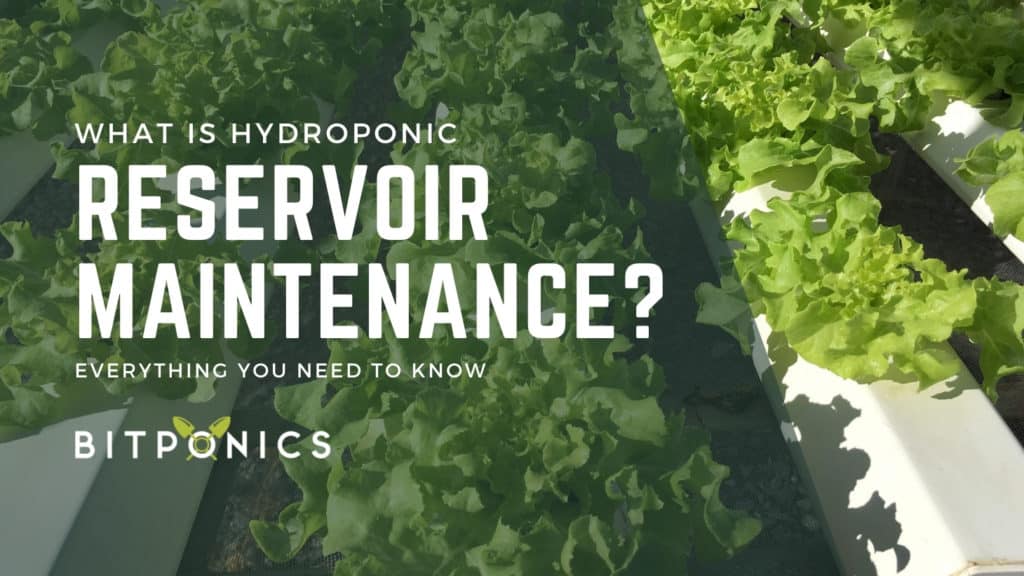 How often do I need to add nutrients to hydroponics?