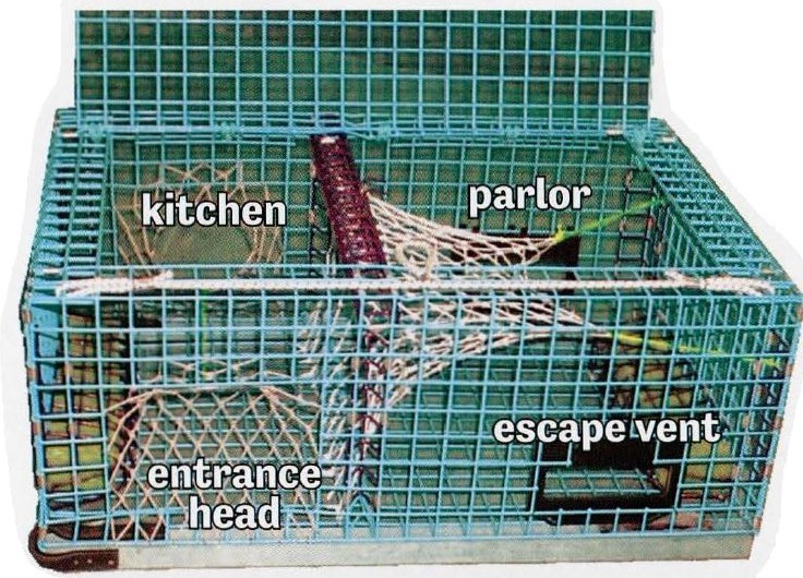 How often do lobster fishermen check their traps?