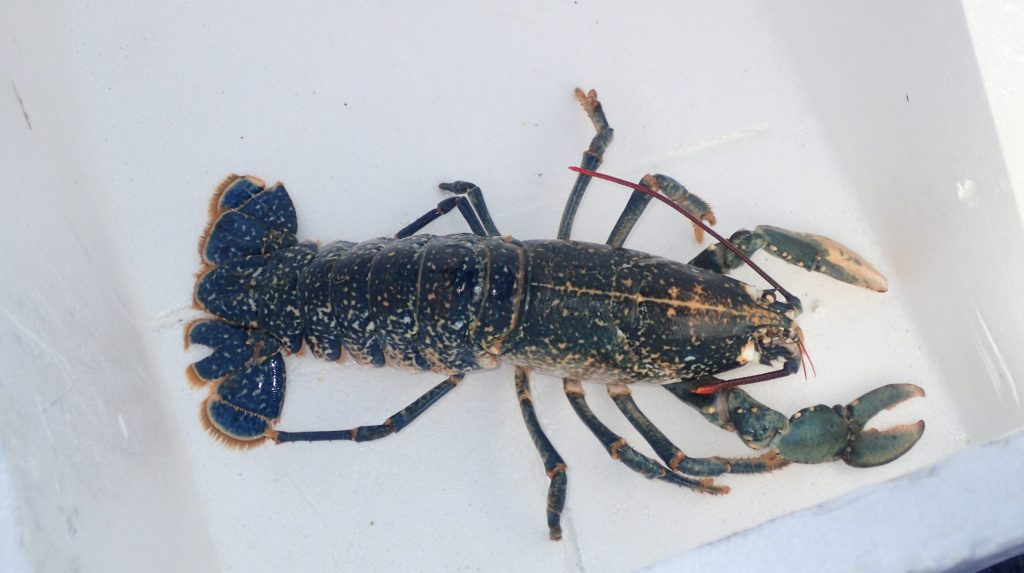 How often do lobsters change their shells?