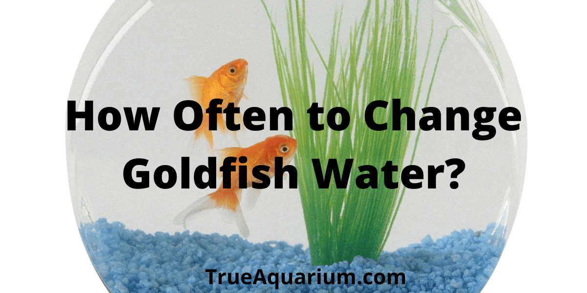 How often should fish water be changed?