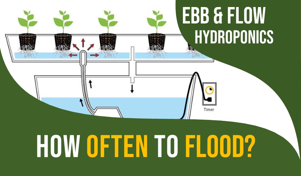 How often should hydroponic water run?