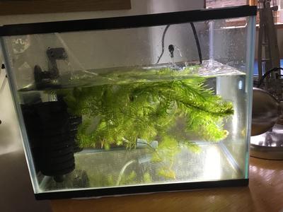 How often should I do water changes for fry?