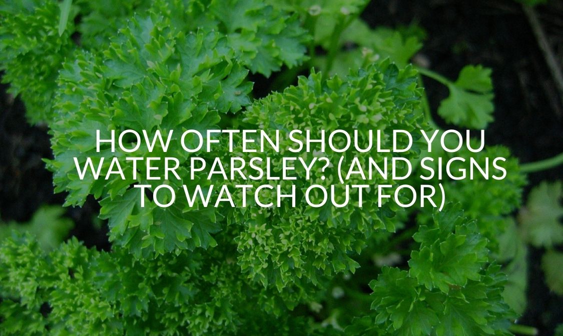 How often should parsley be watered?