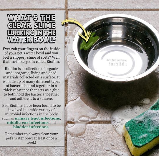 How often should you change water bowl?