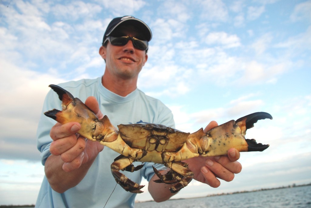 How often should you check stone crab traps?