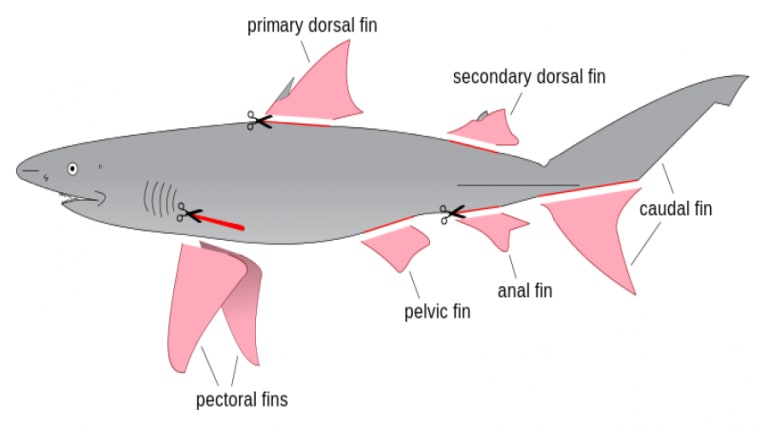 How often should you eat shark?