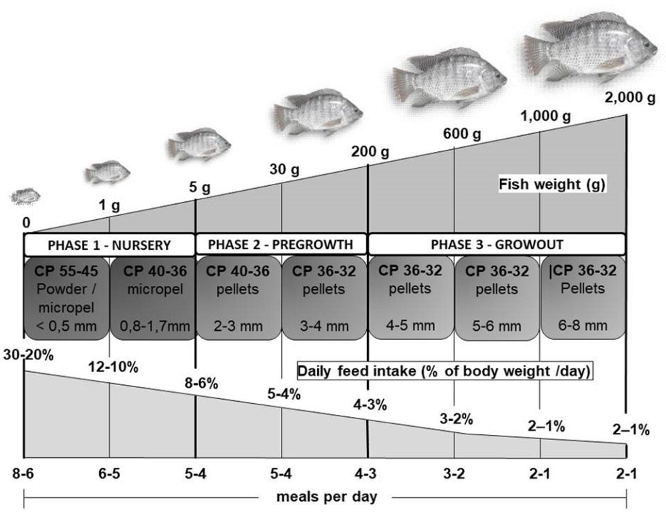 How often should you feed tilapia fish?