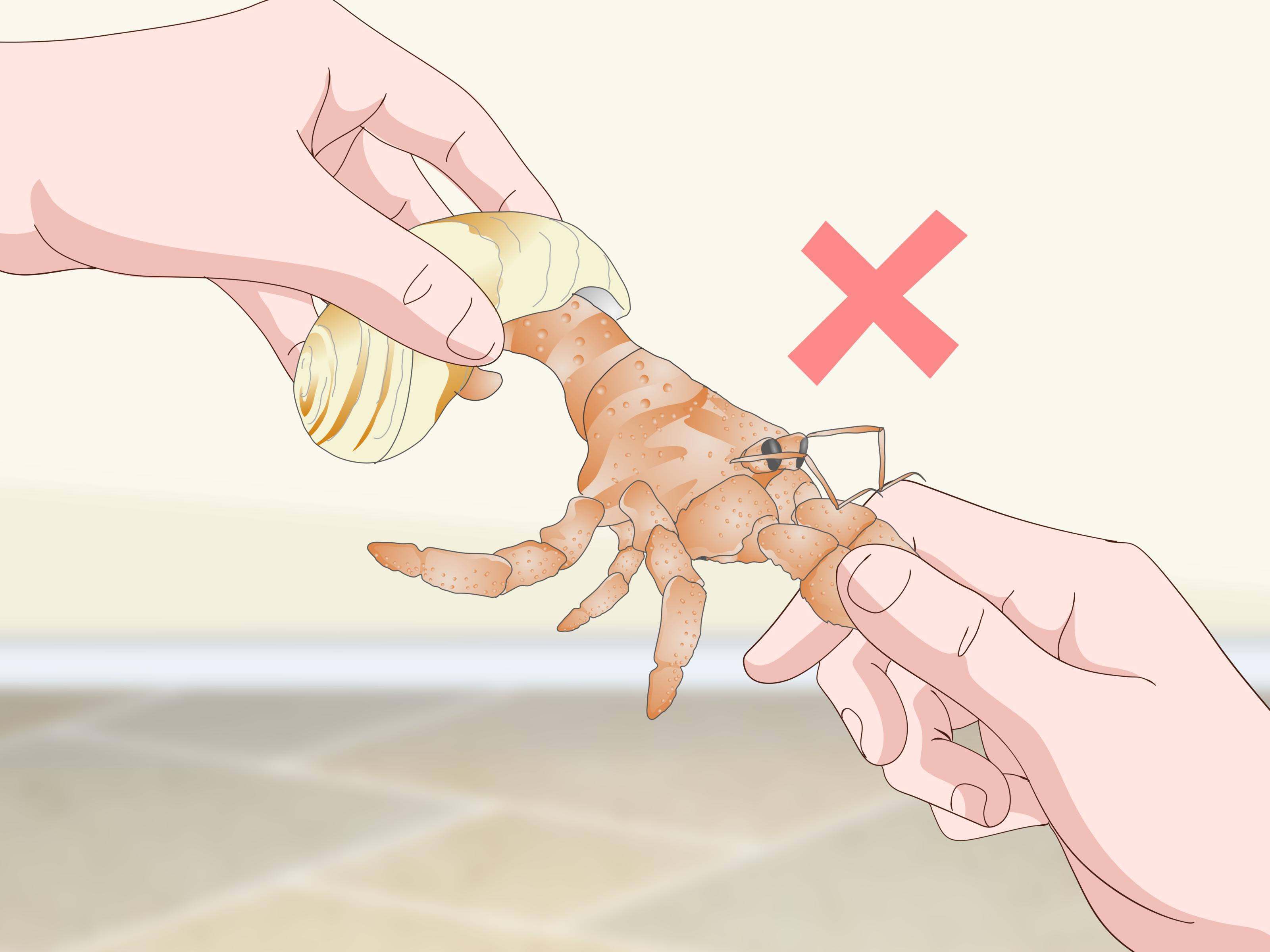 How often should you play with your hermit crab?