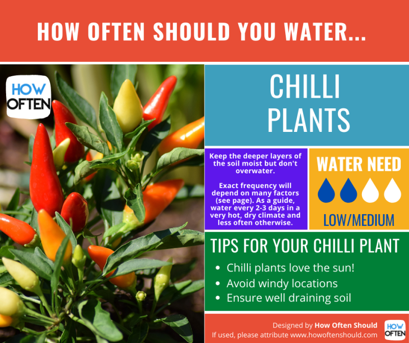How often should you water chilli plants?
