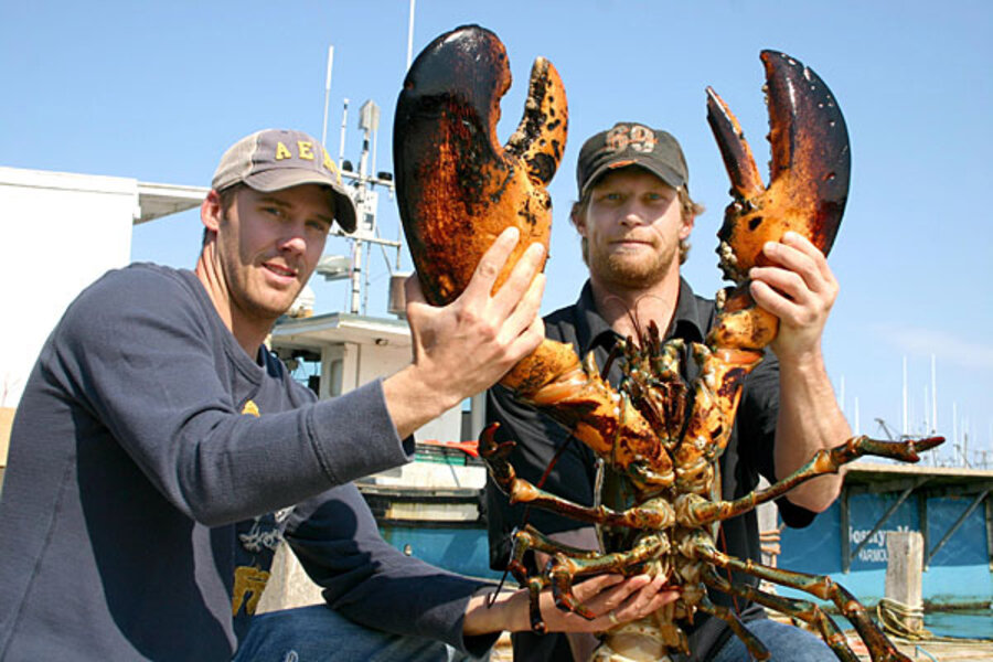 How old are giant lobsters?