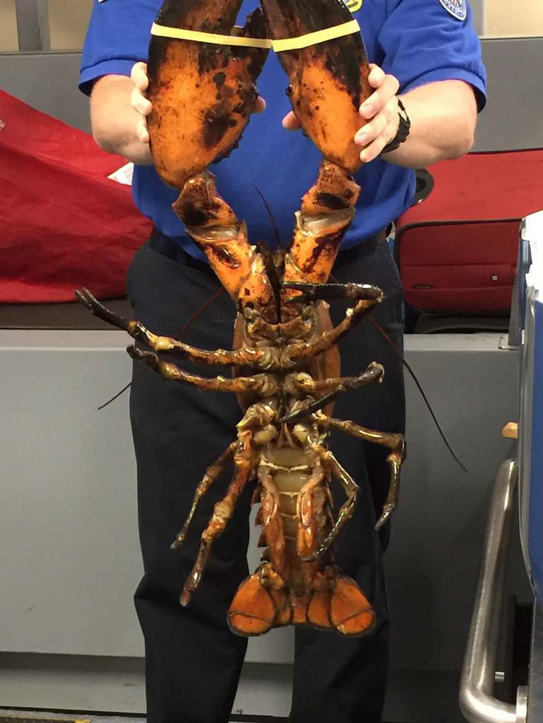 How old is a 20 pound lobster?