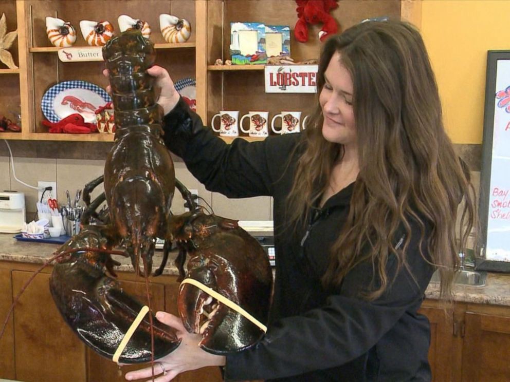 How old is a 23 pound lobster?