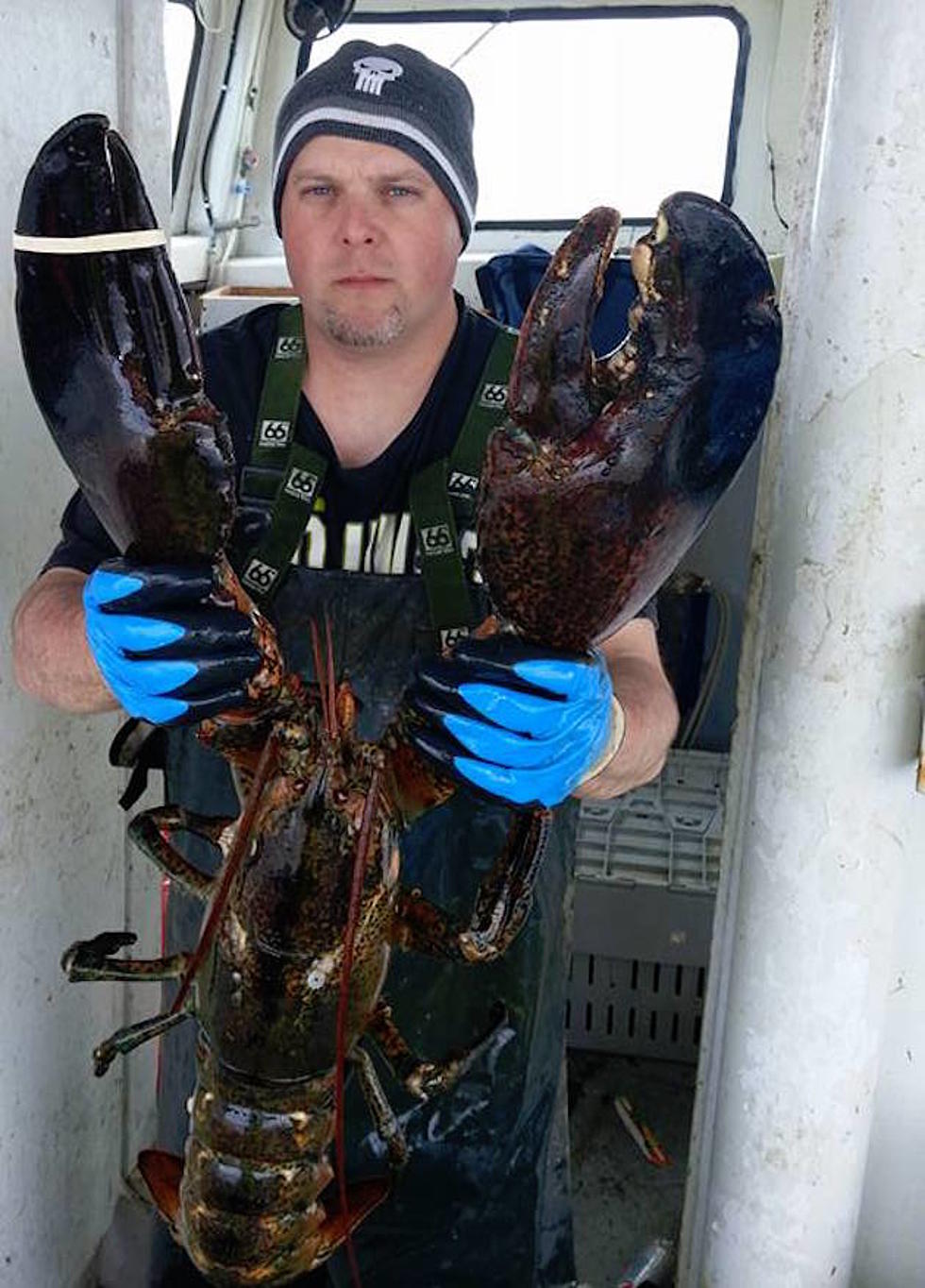 How old is a 44 pound lobster?