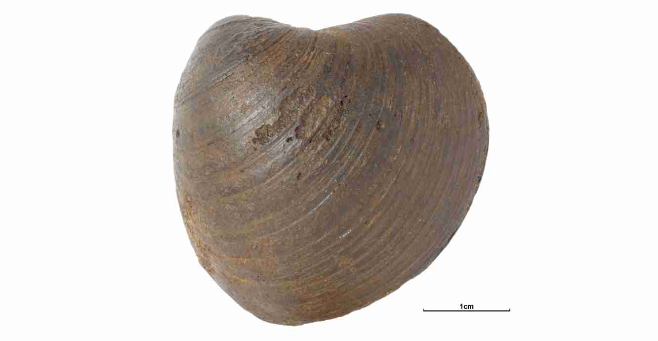 How old is a bivalve?