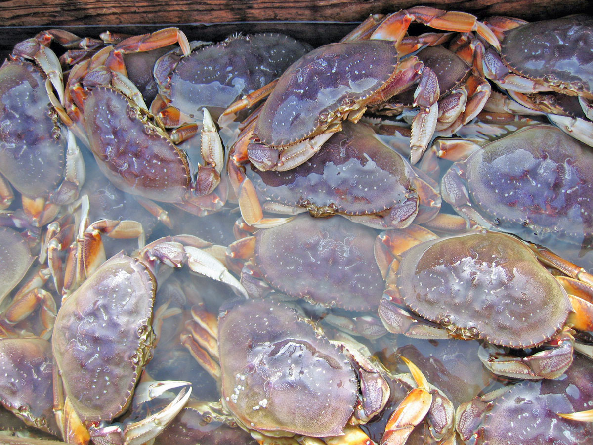 How old is a mature Dungeness crab?