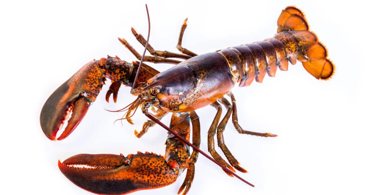 How old is a mature lobster?