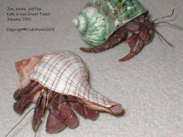 How old is the hermit crab?