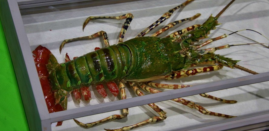 How rare are green lobsters?