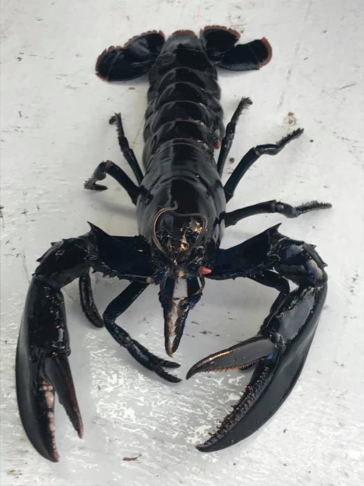 How rare is a black lobster?