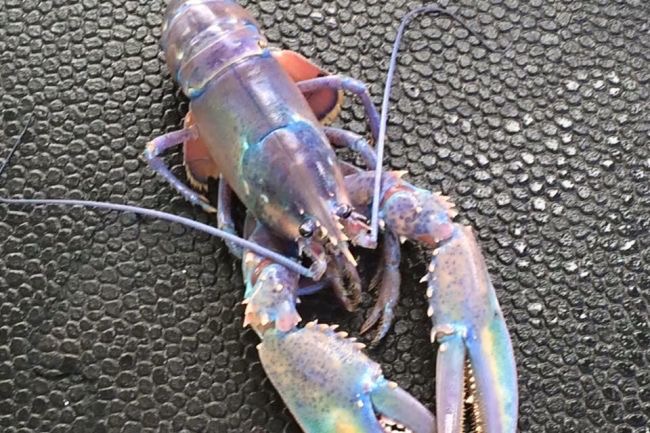 How rare is a rainbow lobster?