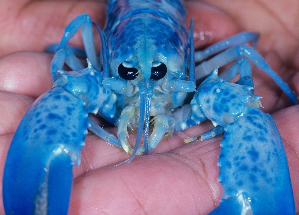 How rare is it to catch a blue lobster?