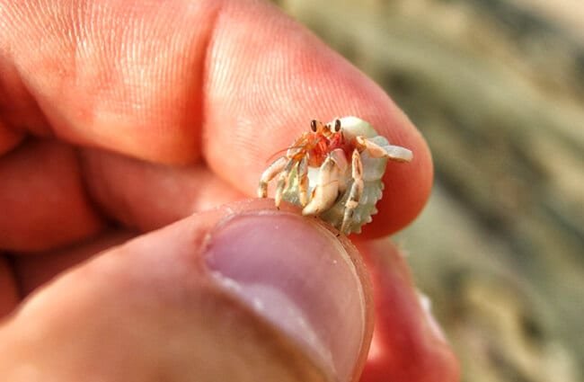 How small can a hermit crab be?