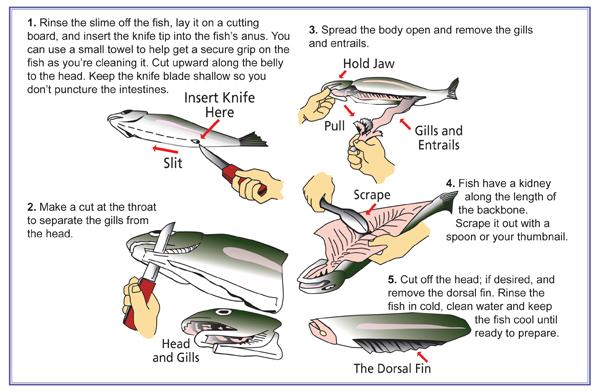 How soon after catching a fish should you gut it?