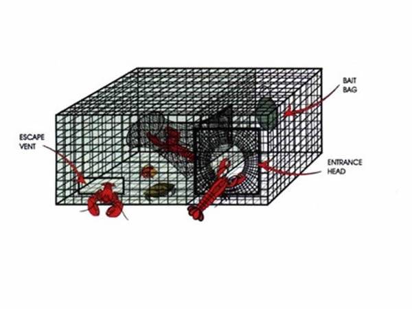 How tall is a lobster trap?