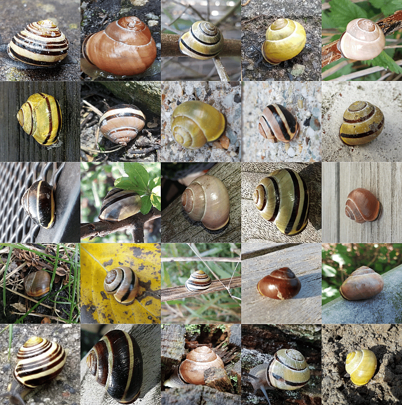 How the difference in shell Colours helps the snails to survive?