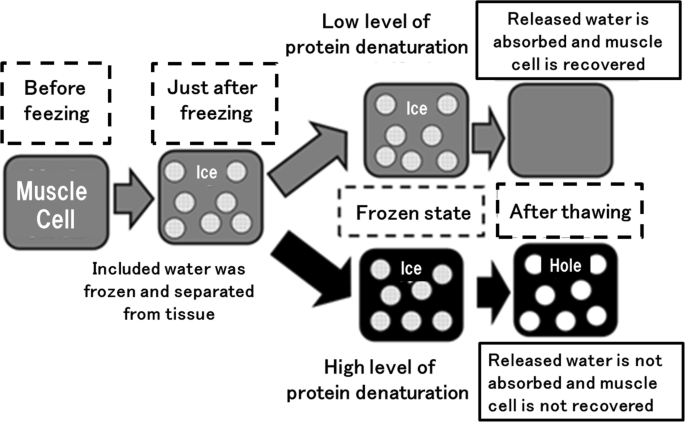 How the quality of frozen fish is affected by the freezing rate?