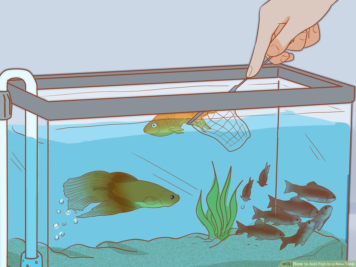 How to add fish to a well water aquarium?