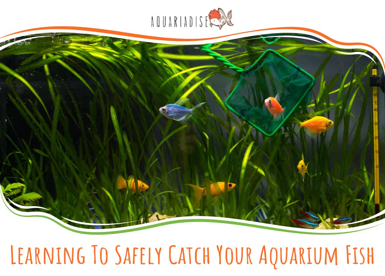 How to catch fish from aquarium without damaging them?