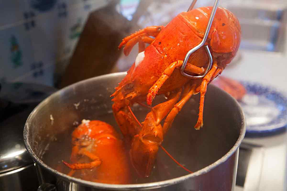 How to cook lobster in a pot?