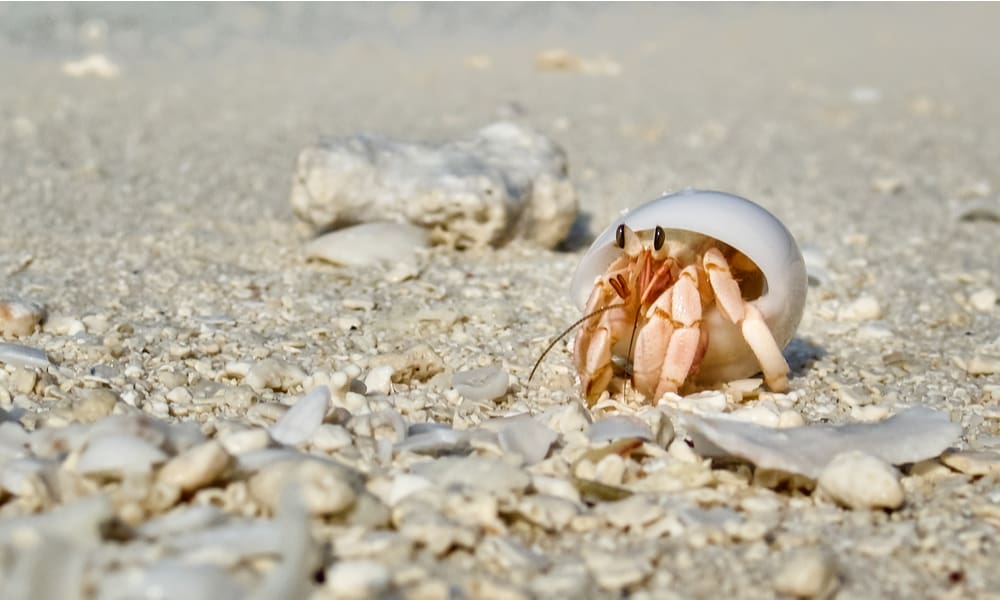 How to feed hermit crabs with jam?