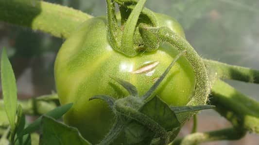 How to fix a tomato that has a metallic taste?