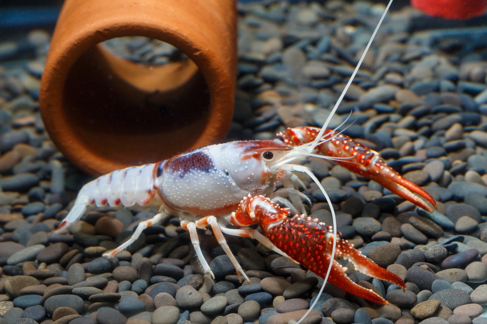 How to keep a freshwater lobster in an aquarium?