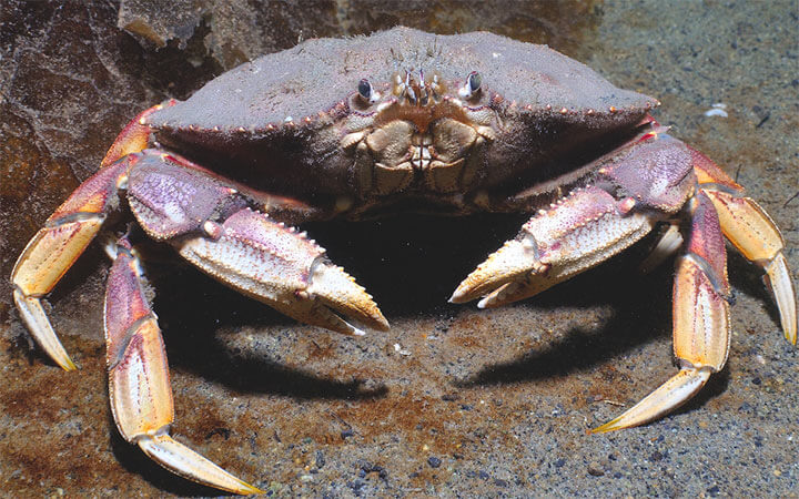 How to keep Dungeness crabs alive overnight?