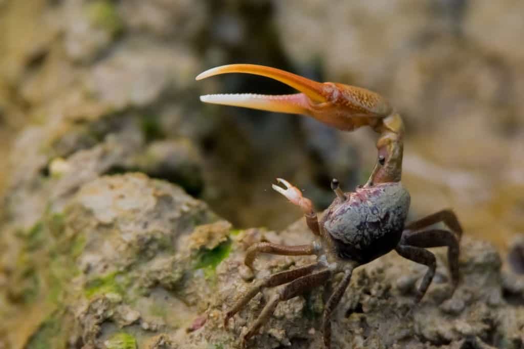 How to keep fiddler crabs alive during winter?