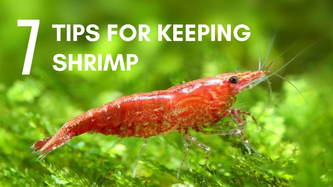 How to keep shrimp alive in an aquarium?