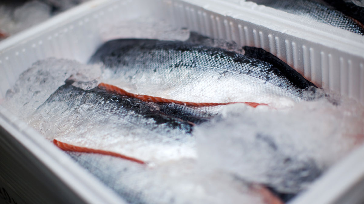 How to keep your fish fresh after catching them?