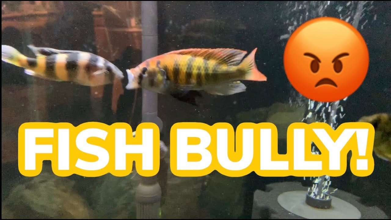 How to stop fish from bullying?