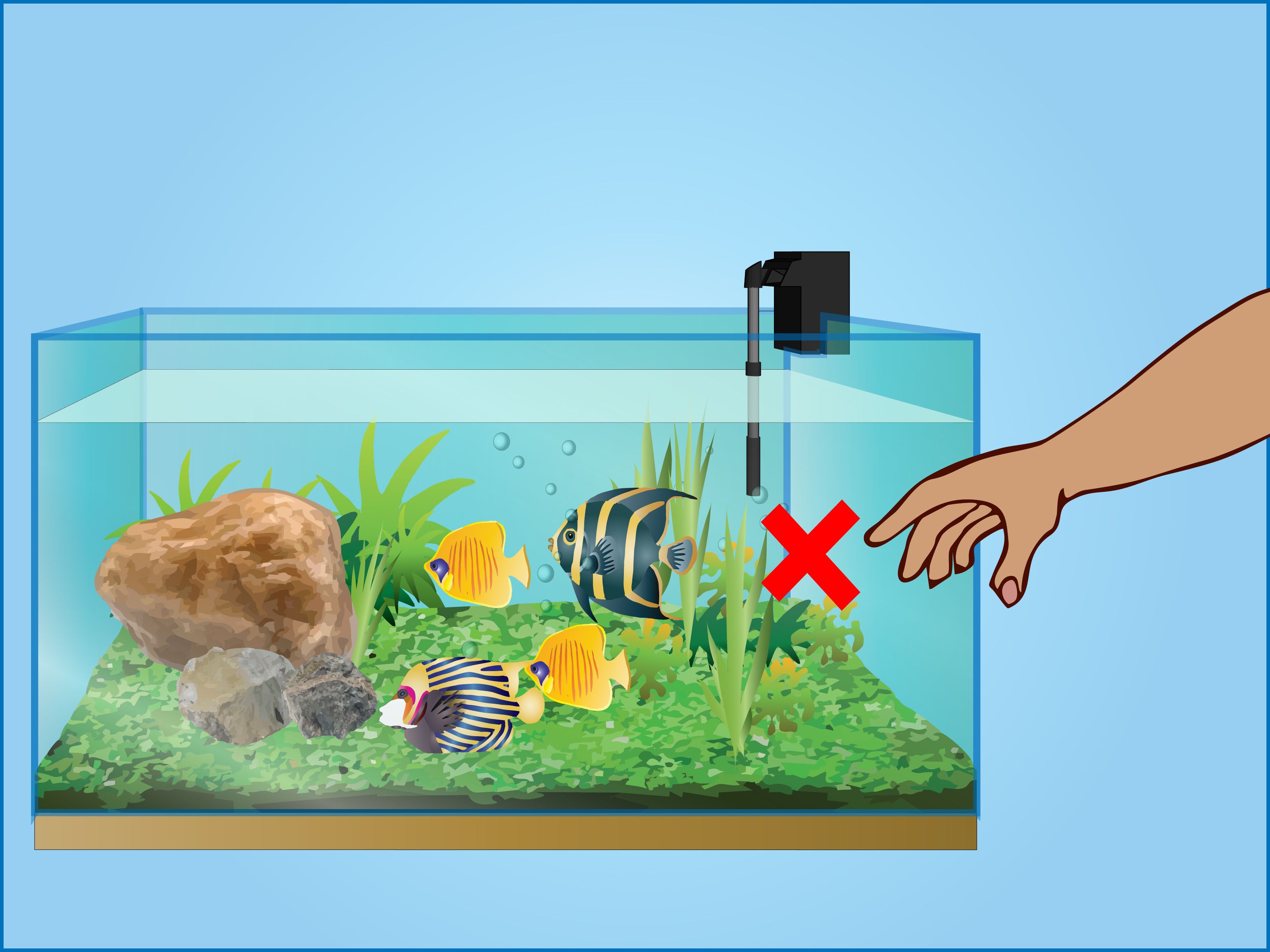 How to take care of an aquarium fish?