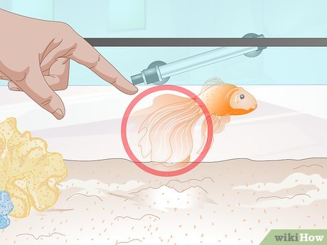 How to tell how old a goldfish is?