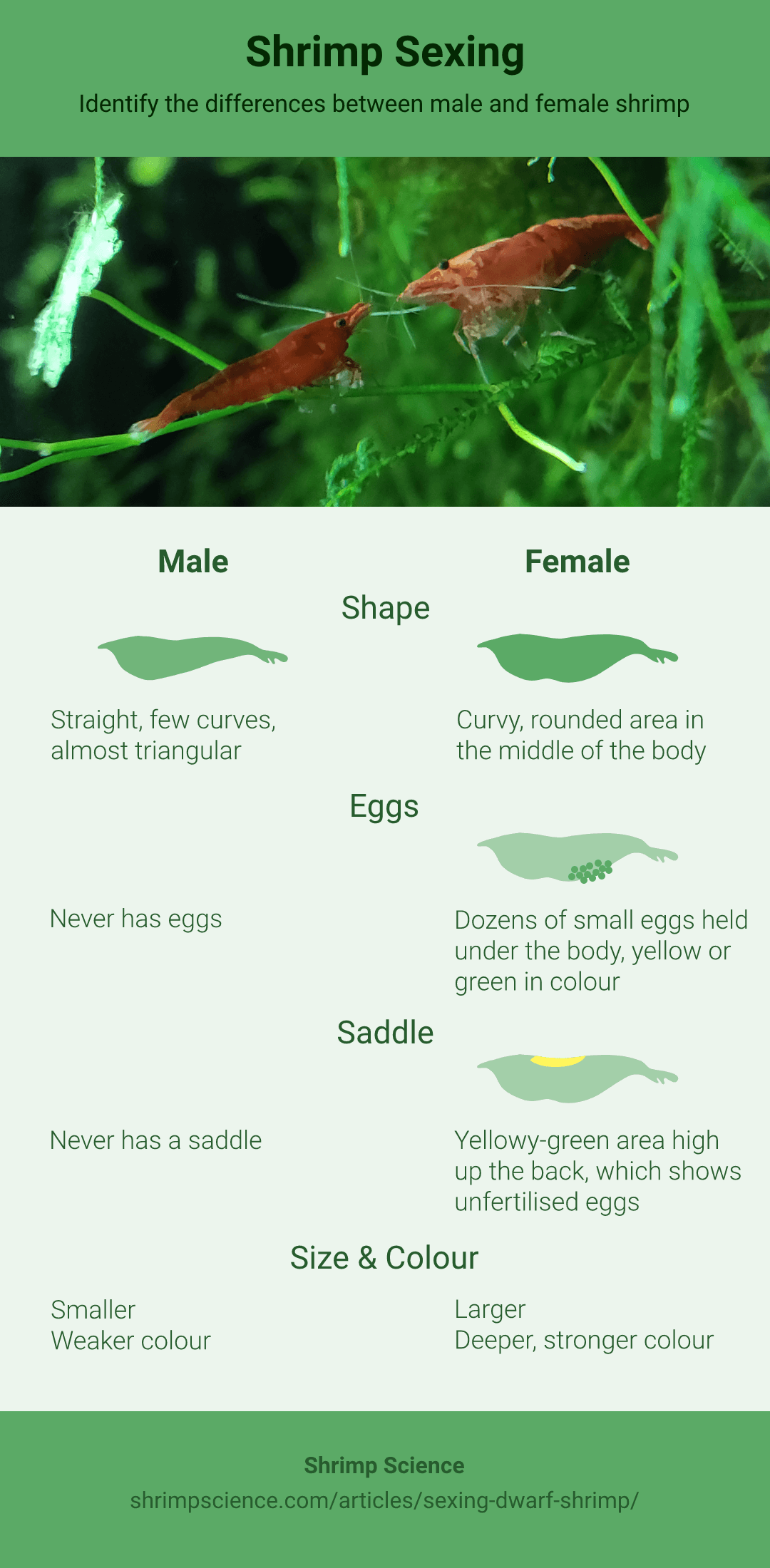 How to tell if a shrimp is male or female?