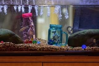 How to use treated water in aquarium?
