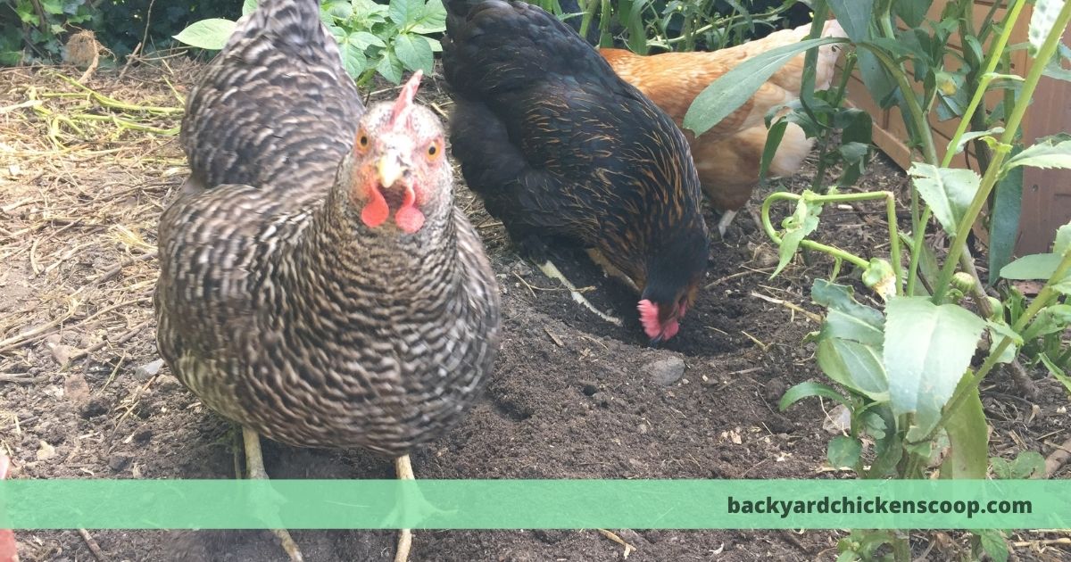 How toxic is chicken poop?