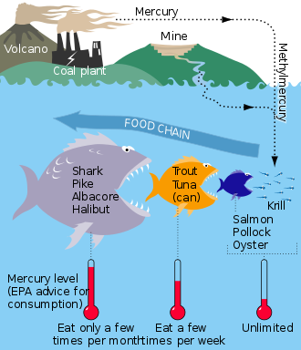 How toxic is eating fish?