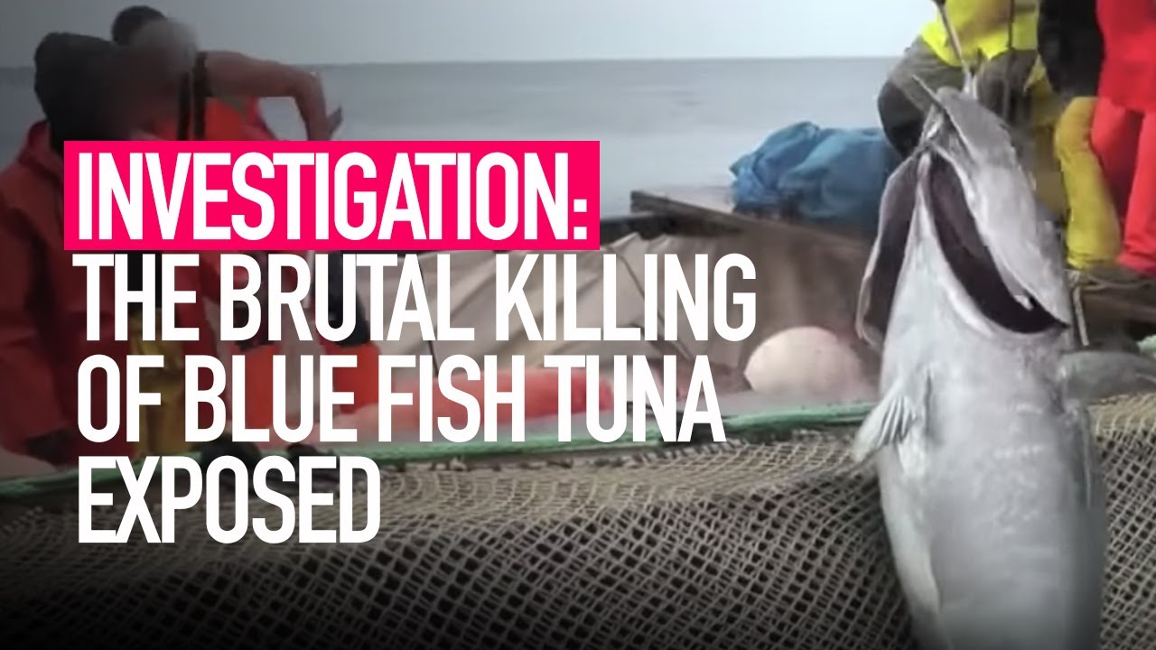 How tuna is killed?